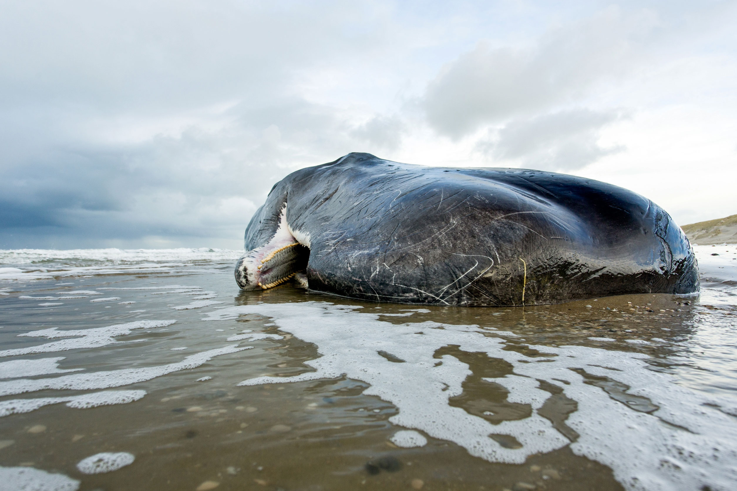 Why do whales beach themselves? - KYMA